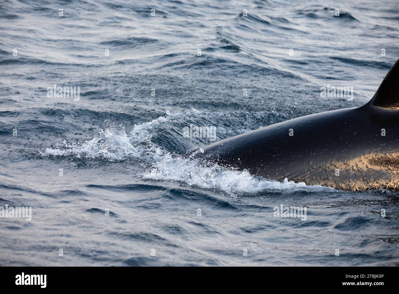 Orca (killer whale) swimming in the cold waters on Tromso, Norway Stock ...