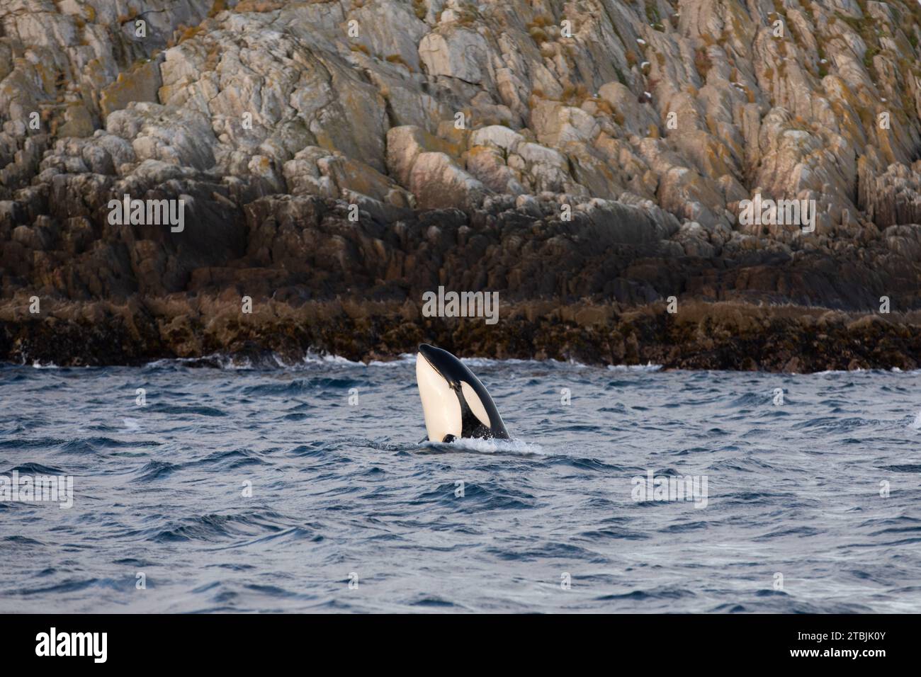 Orca (killer whale) swimming in the cold waters on Tromso, Norway Stock ...