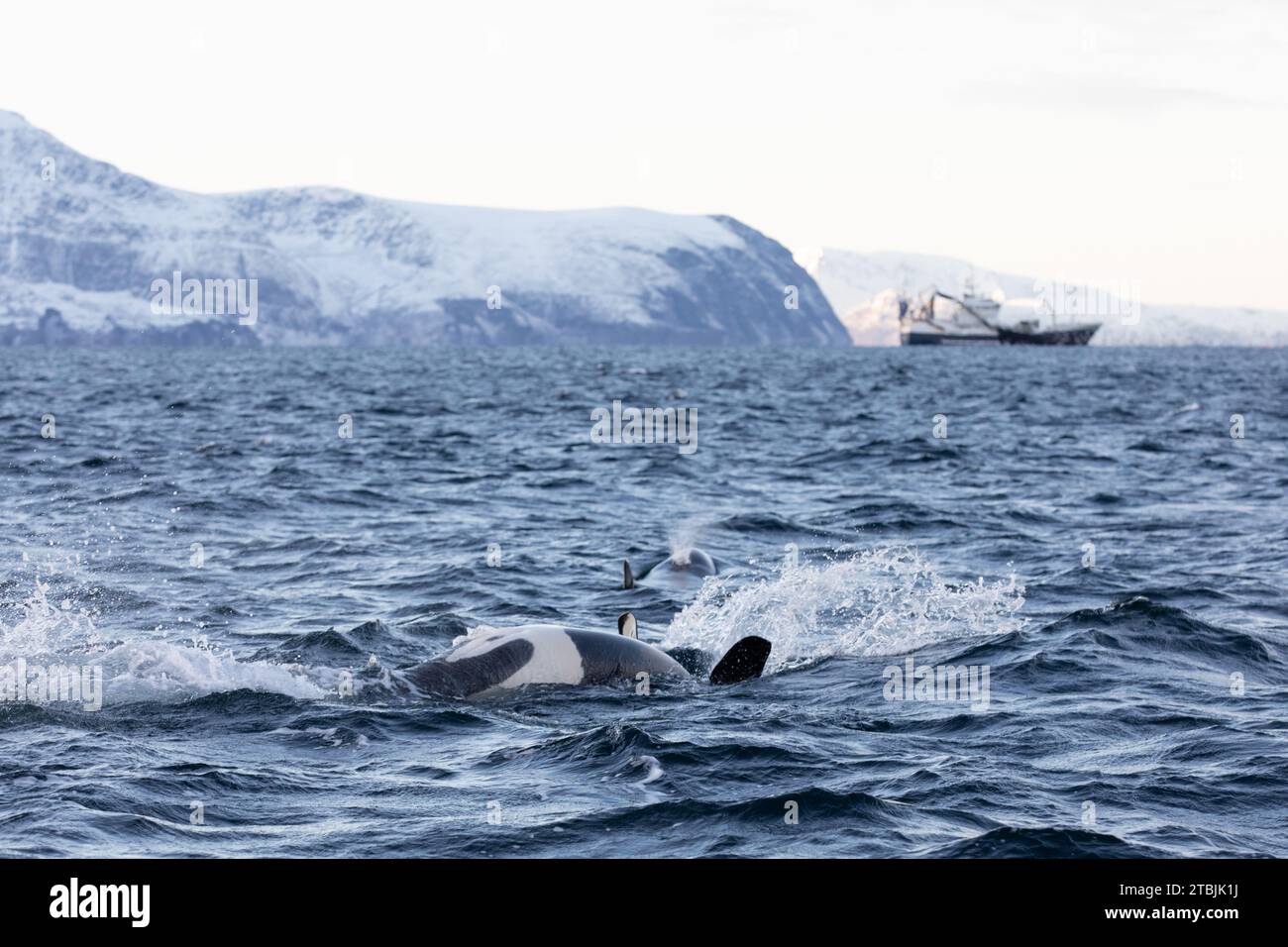 Orca (killer whale) swimming in the cold waters on Tromso, Norway Stock ...