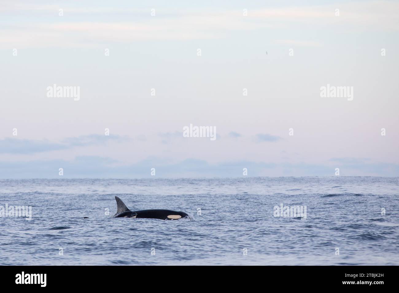 Orca (killer whale) swimming in the cold waters on Tromso, Norway Stock ...