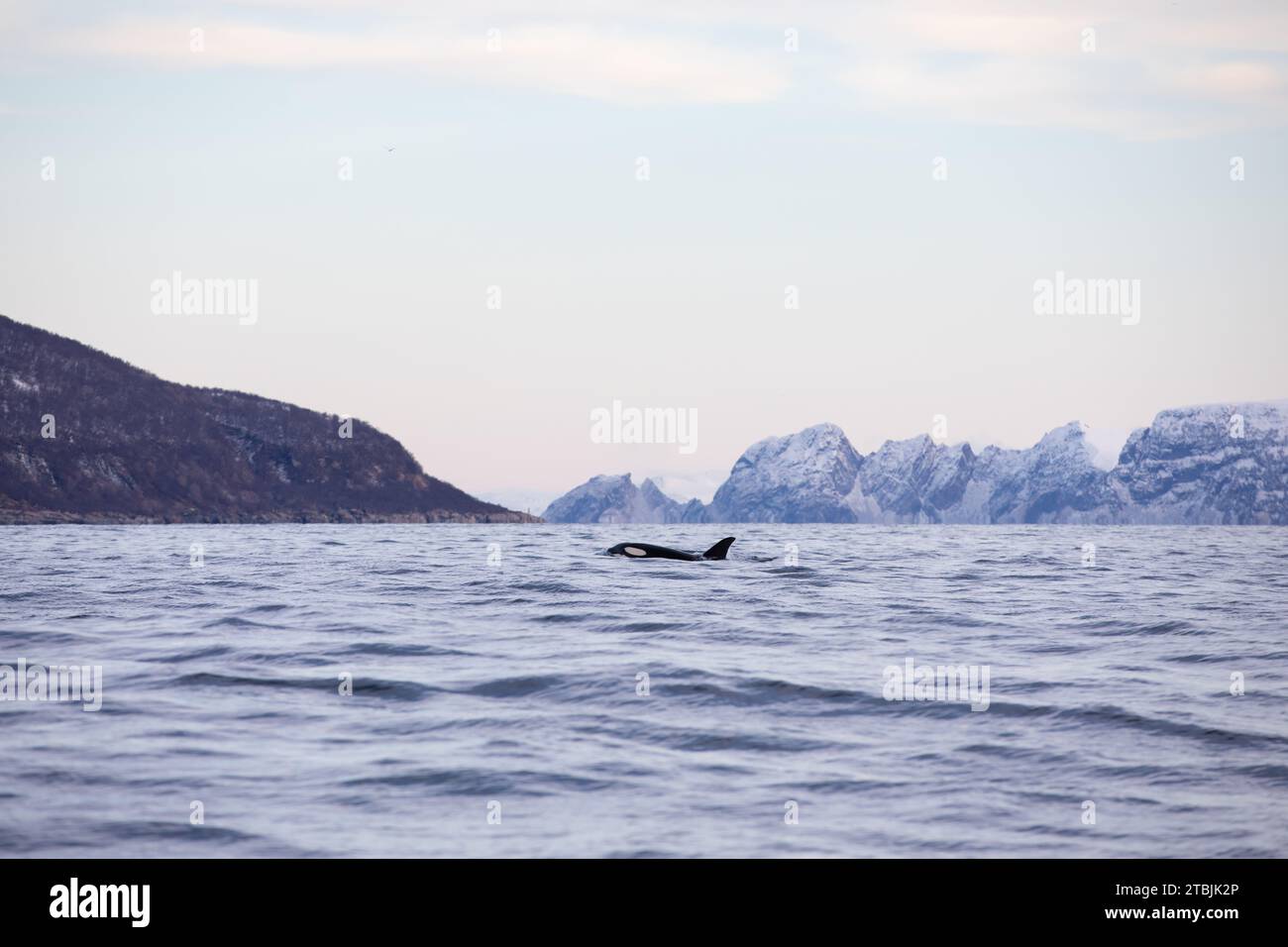 Orca (killer whale) swimming in the cold waters on Tromso, Norway Stock ...
