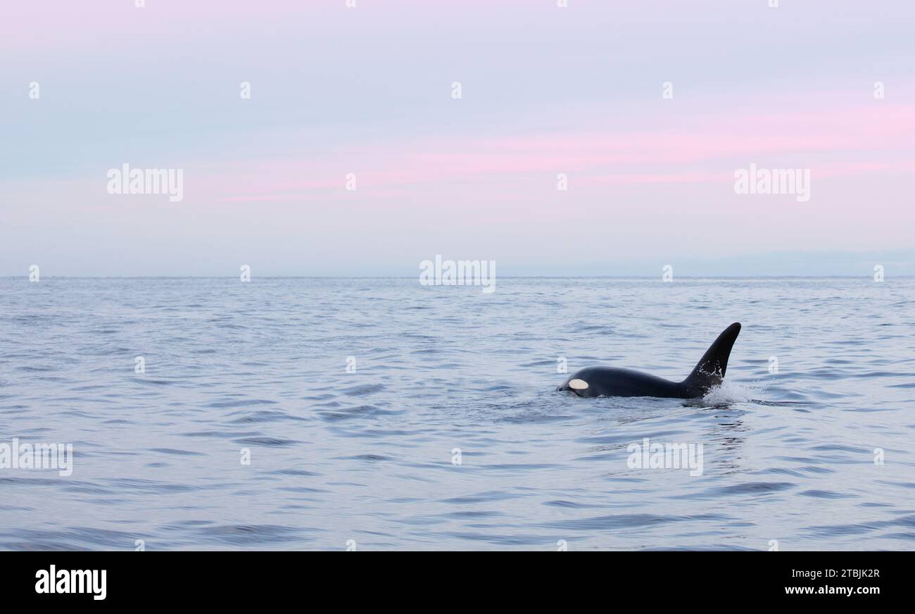 Orca (killer whale) swimming in the cold waters on Tromso, Norway Stock ...