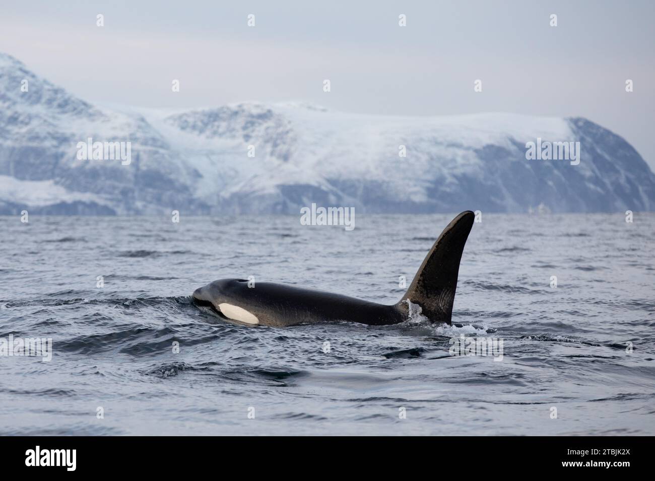 Orca (killer whale) swimming in the cold waters on Tromso, Norway Stock ...