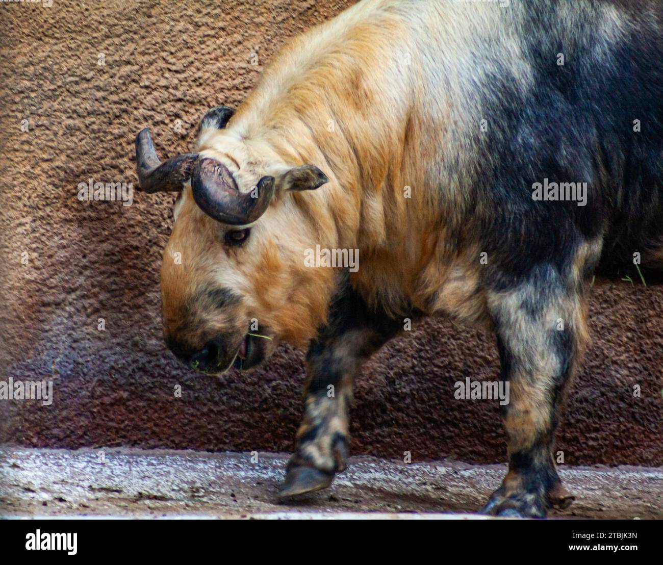 Tibetan takin hi-res stock photography and images - Alamy