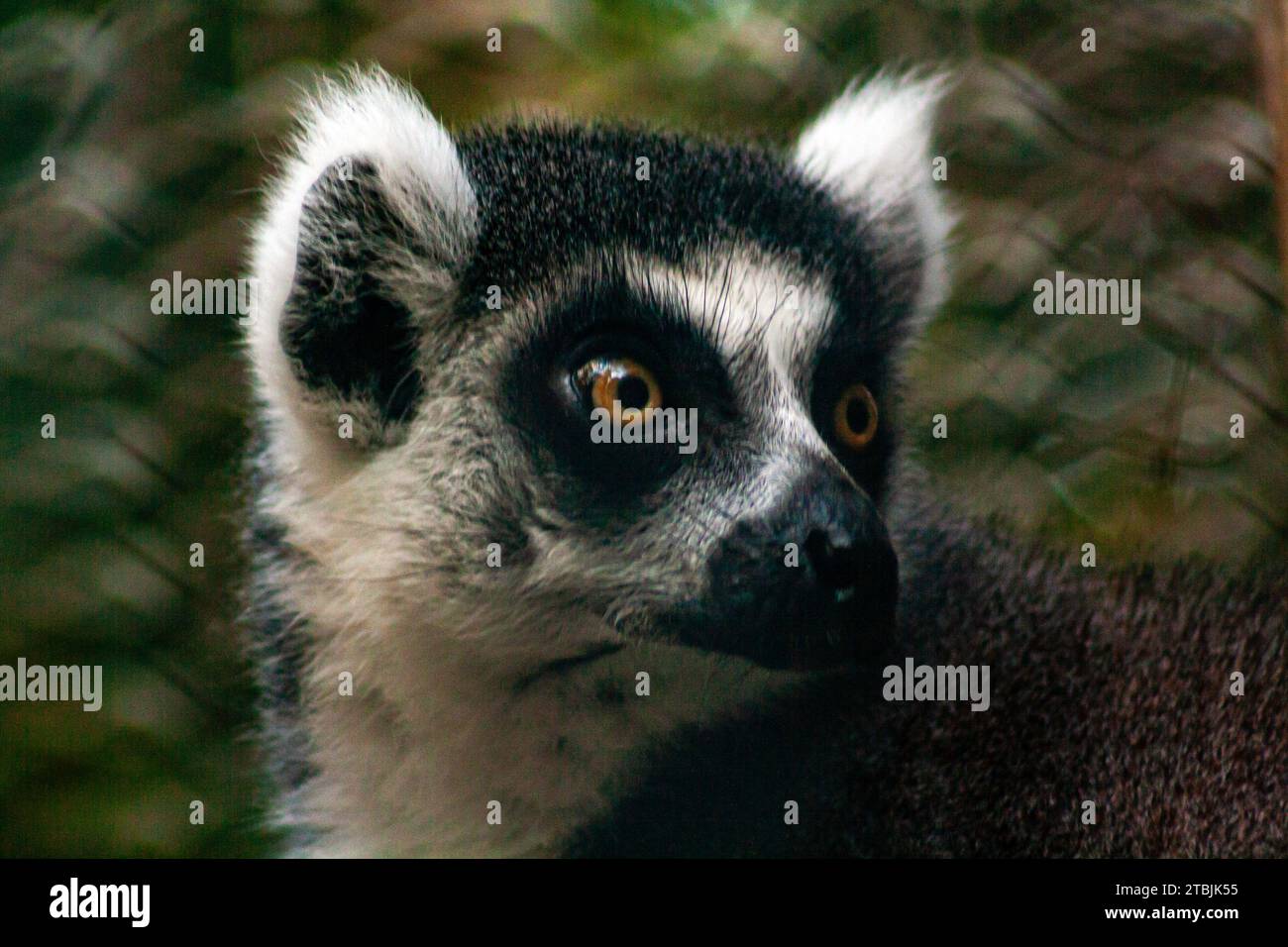Lemurs face hi-res stock photography and images - Alamy