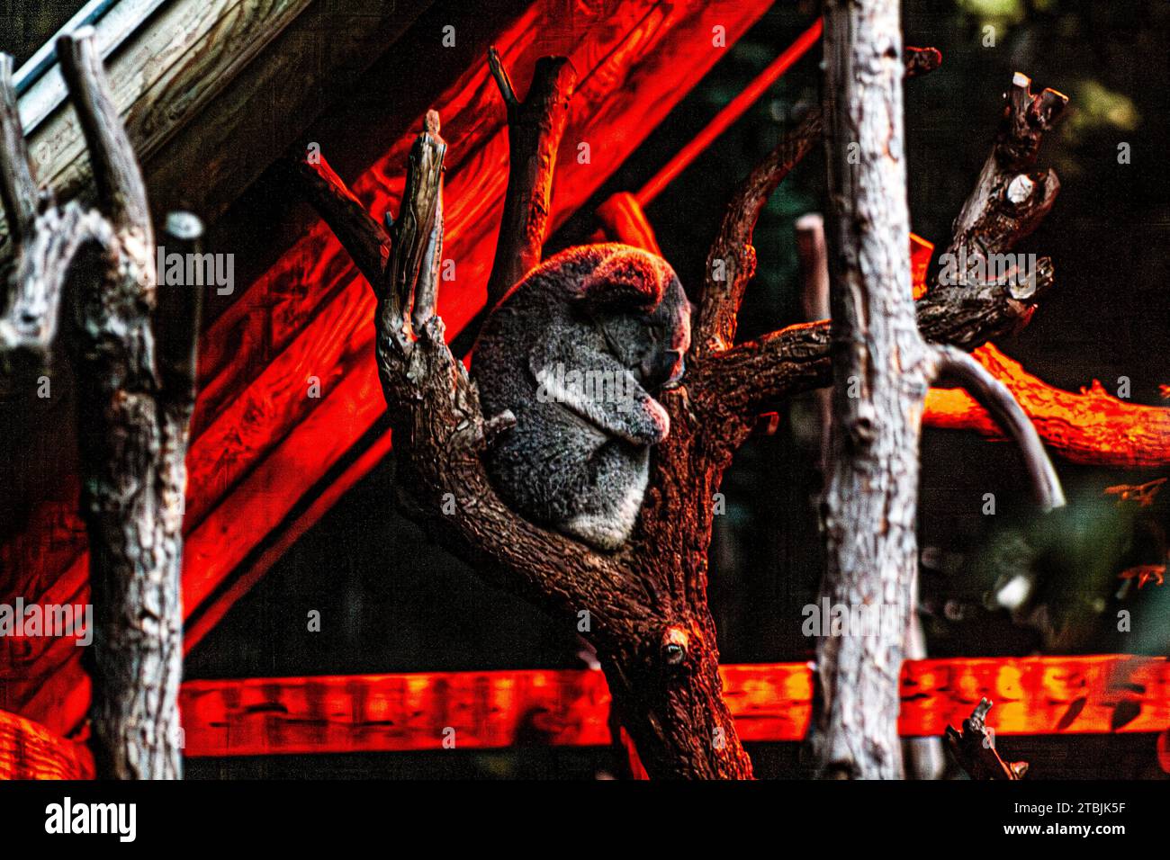 Sleeping koala, Phascolarctos cinereus Stock Photo - Alamy