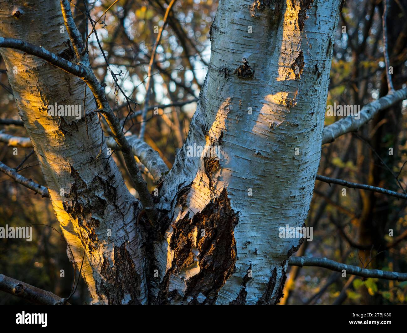 Deciduous Woodland, Caversham, Reading, Berkshire, England, UK, GB ...