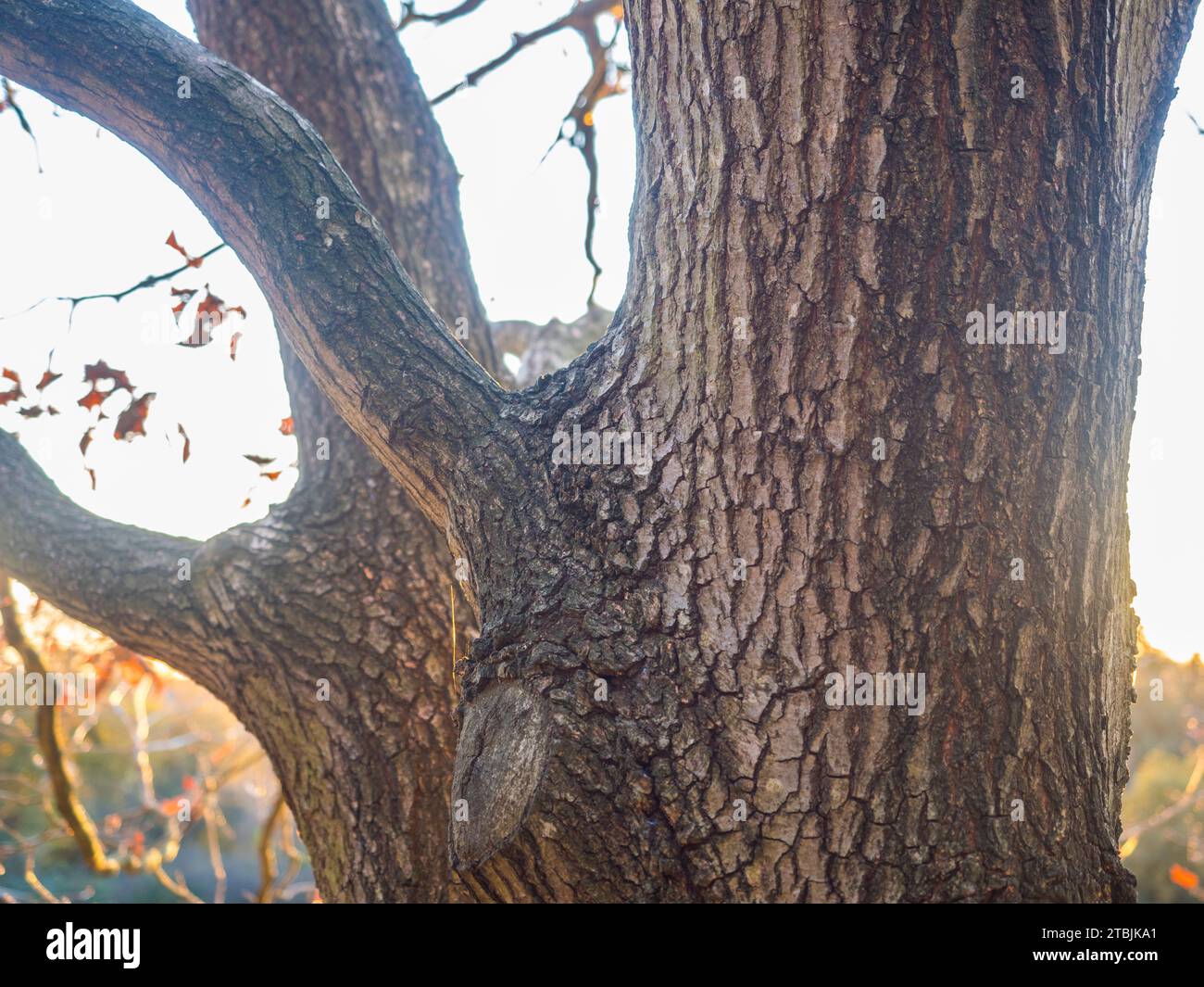 Deciduous Woodland, Caversham, Reading, Berkshire, England, UK, GB ...