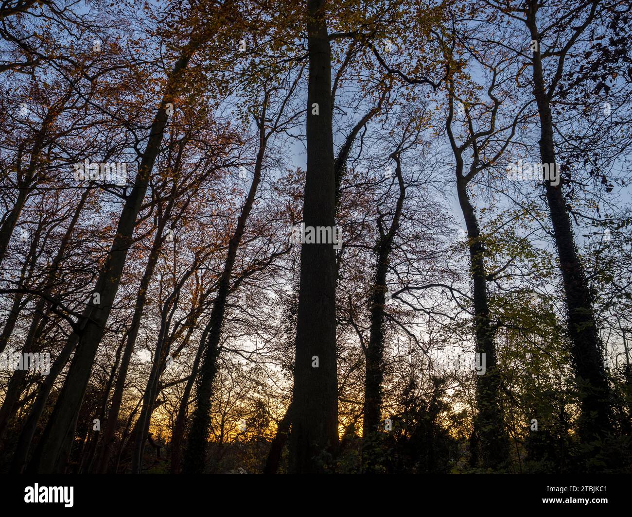 Deciduous Woodland, Caversham, Reading, Berkshire, England, UK, GB ...
