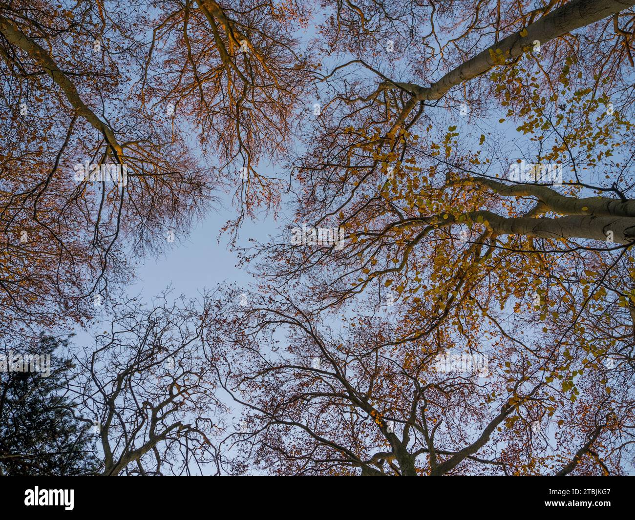Deciduous Woodland, Caversham, Reading, Berkshire, England, UK, GB ...