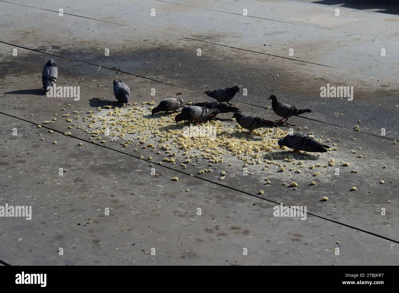 Pigeons eating bread Stock Photo - Alamy