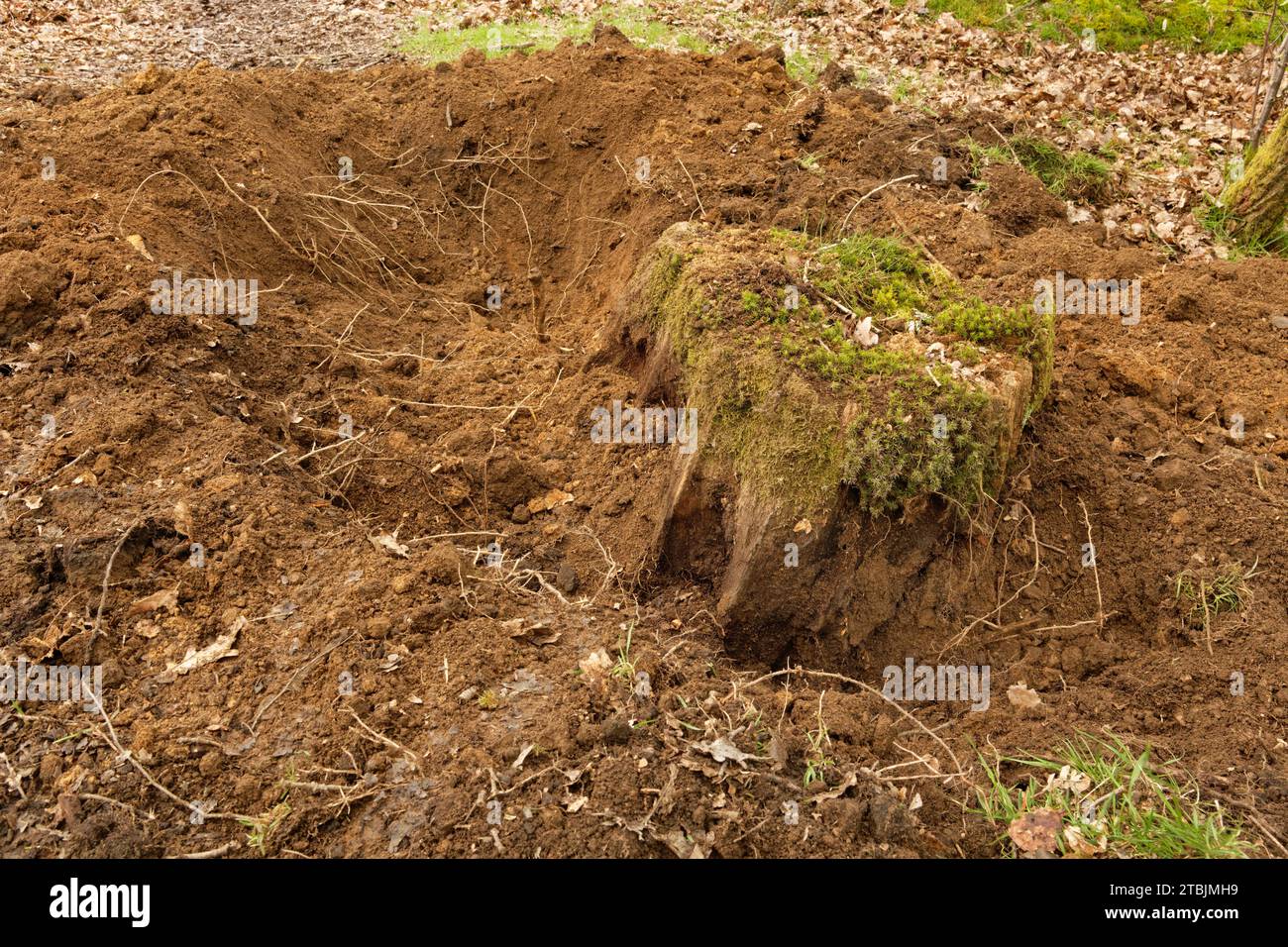 Deep excavation around a rotting tree stump by a Wild boar (Sus scrofa ...