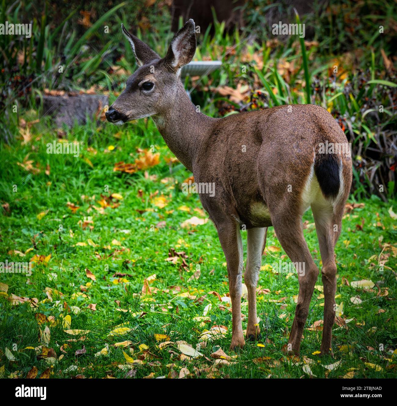 A young deer stands on a grassy hillside, surrounded by lush green ...