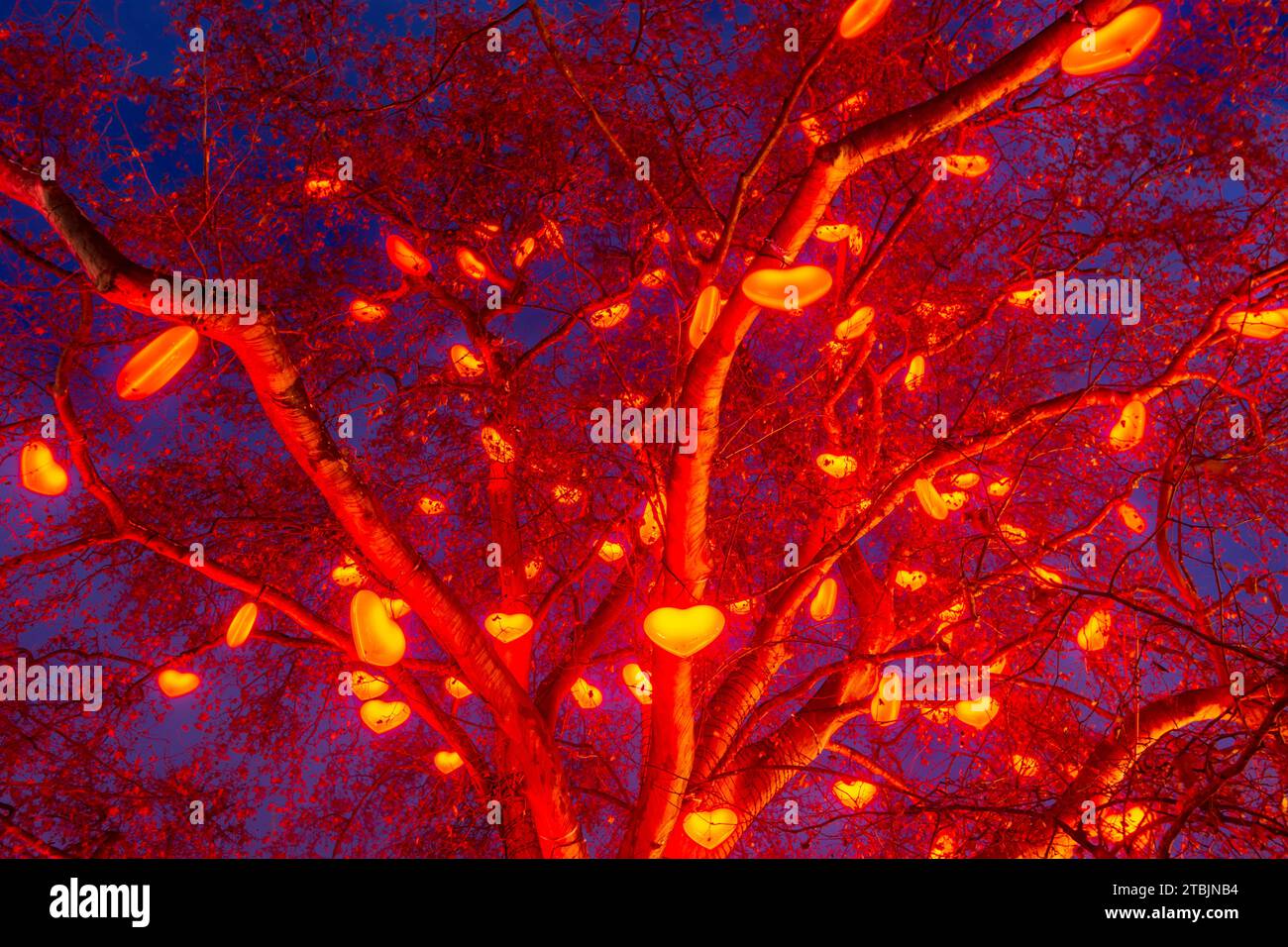 Vienna: Herzerlbaum (Heart tree) with 200 red hearts on a plane tree at ...