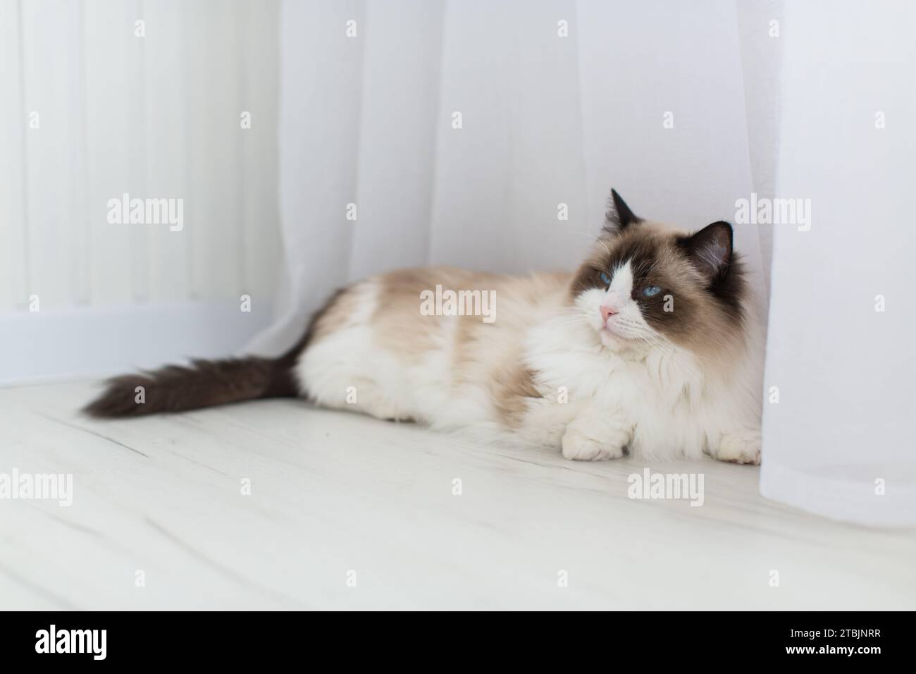 Beautiful young white purebred Ragdoll cat with blue eyes, at home ...