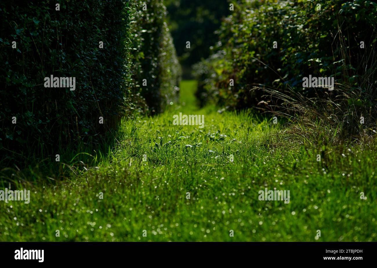Green path straight through the hedges Stock Photo - Alamy