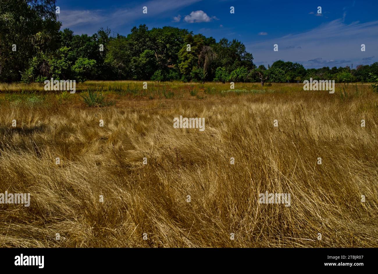 appealing windswept steppe-like grasslands, bright and gold in colors ...