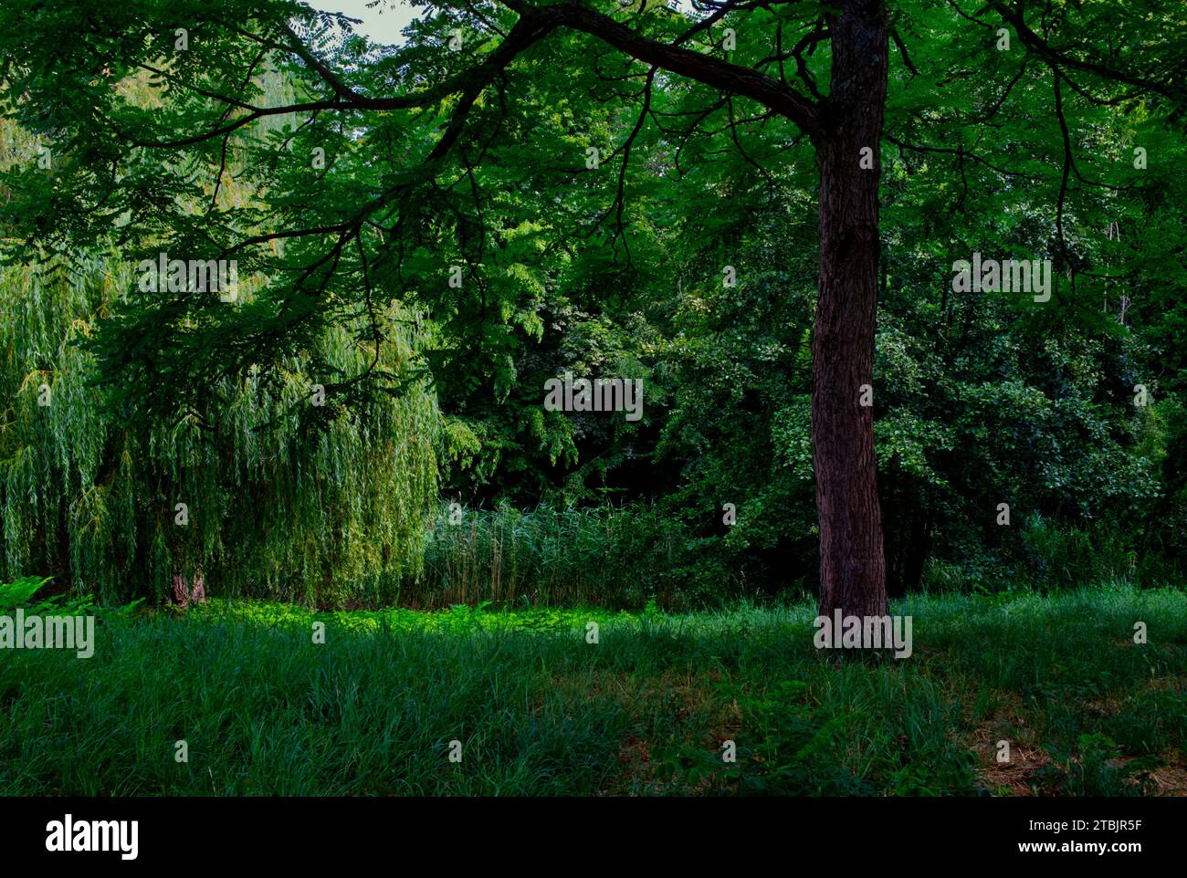 Lush green scenery hi-res stock photography and images - Alamy