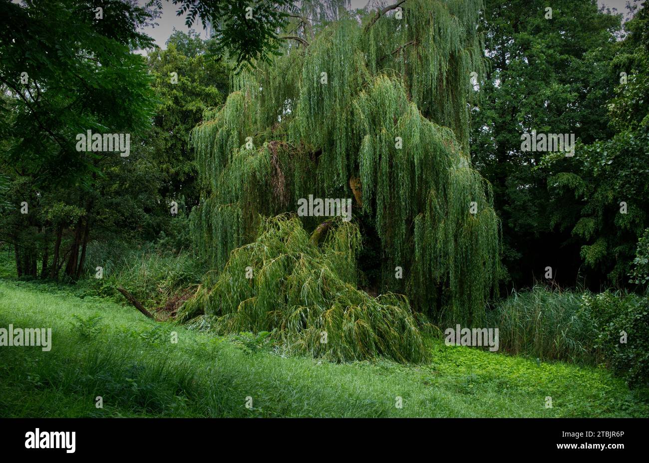 Big green weeping willow (Salix babylonica) with a broken branch due to windfalls damage Stock ...