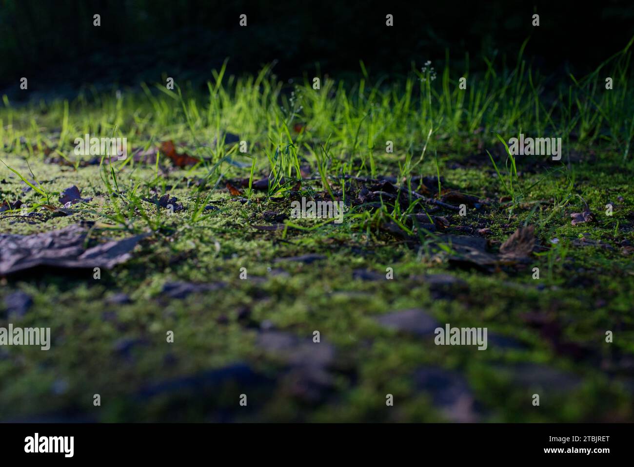Dead surface grass blades hi-res stock photography and images - Alamy