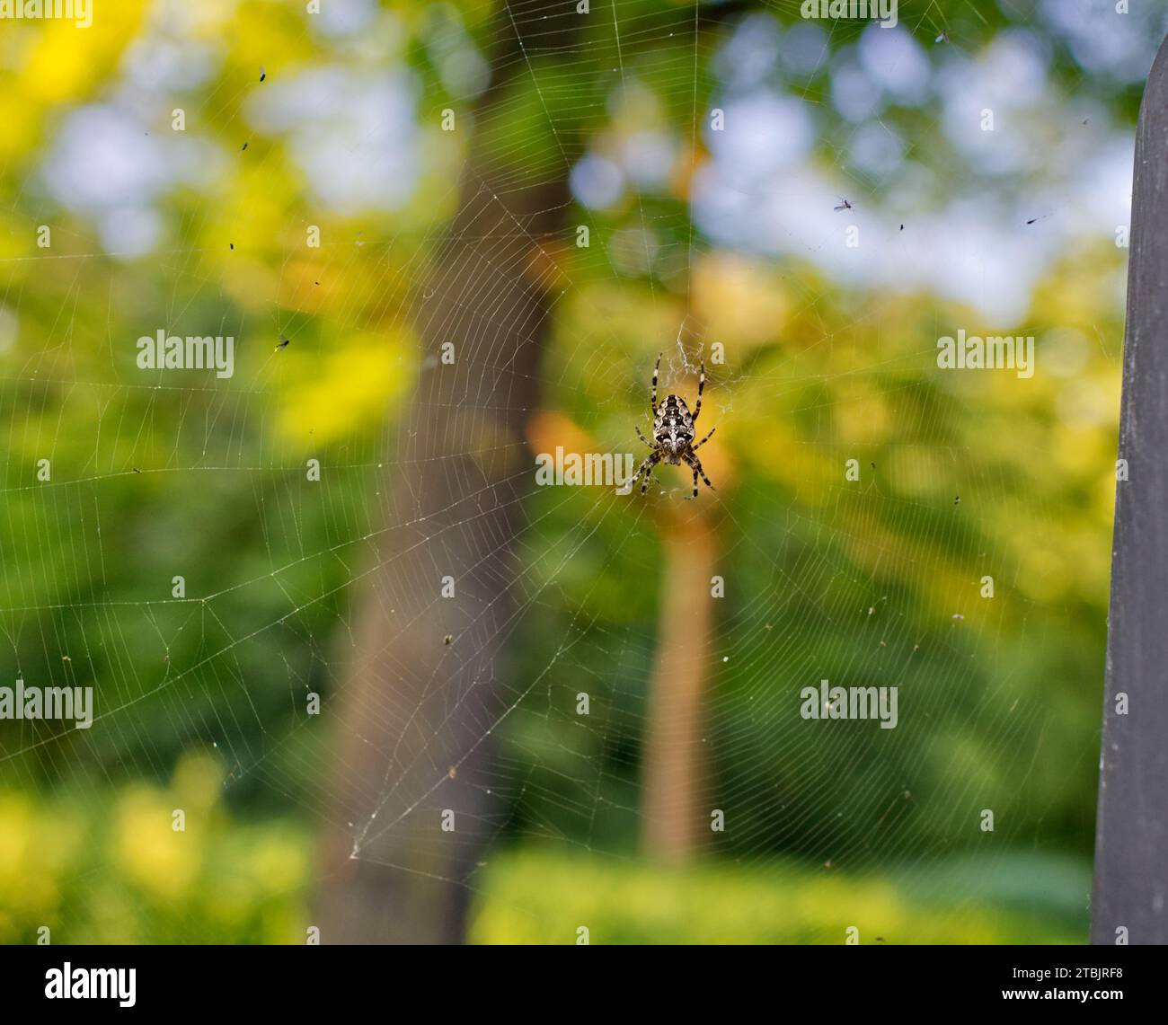 Green foliage spider view hi-res stock photography and images - Alamy