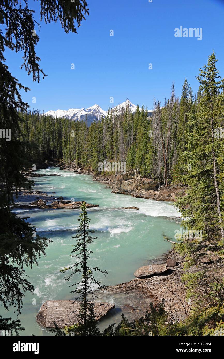 Kicking Horse River vertical, Canada Stock Photo - Alamy