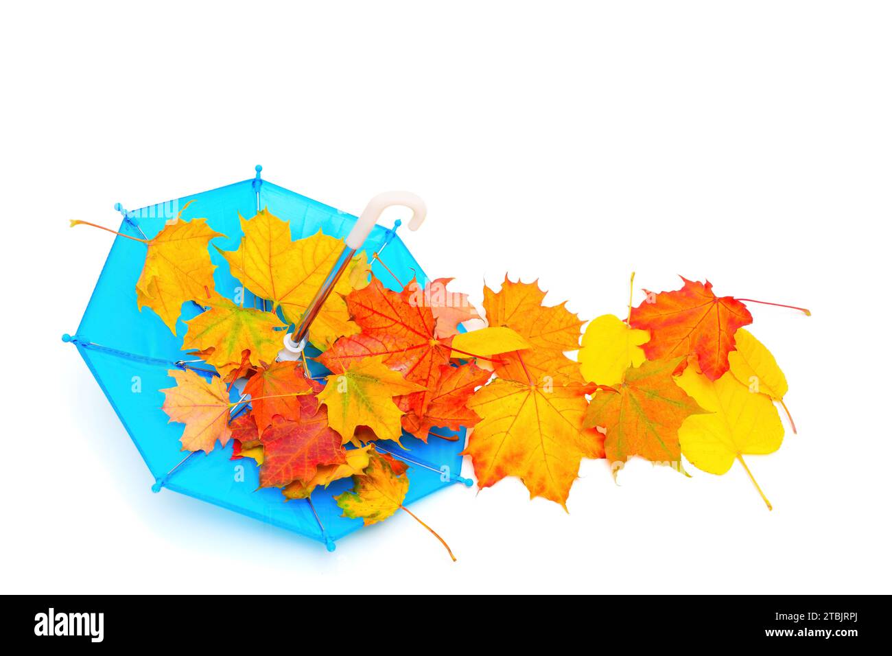 Close-up of an overturned tiny blue umbrella with a pile of vibrant ...