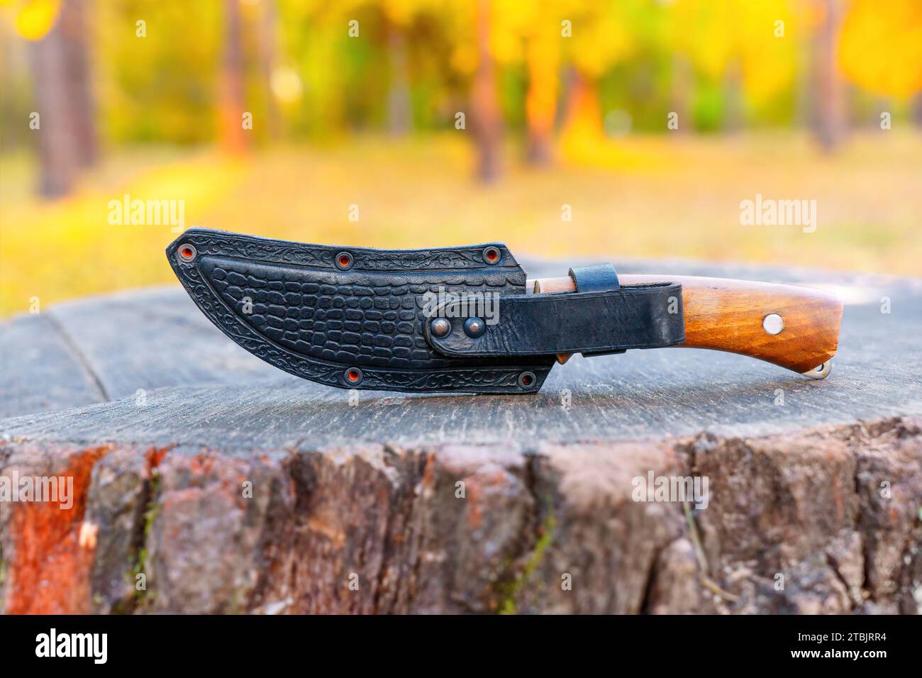 Hunting knife with a rich wooden handle snugly secured in a leather ...