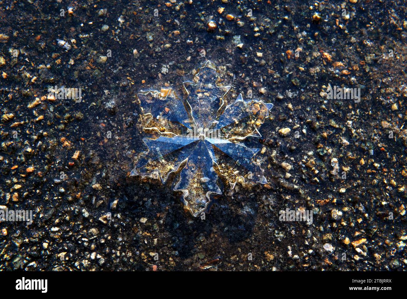 Top-down view a large crystal snowflake resting on wet asphalt ...