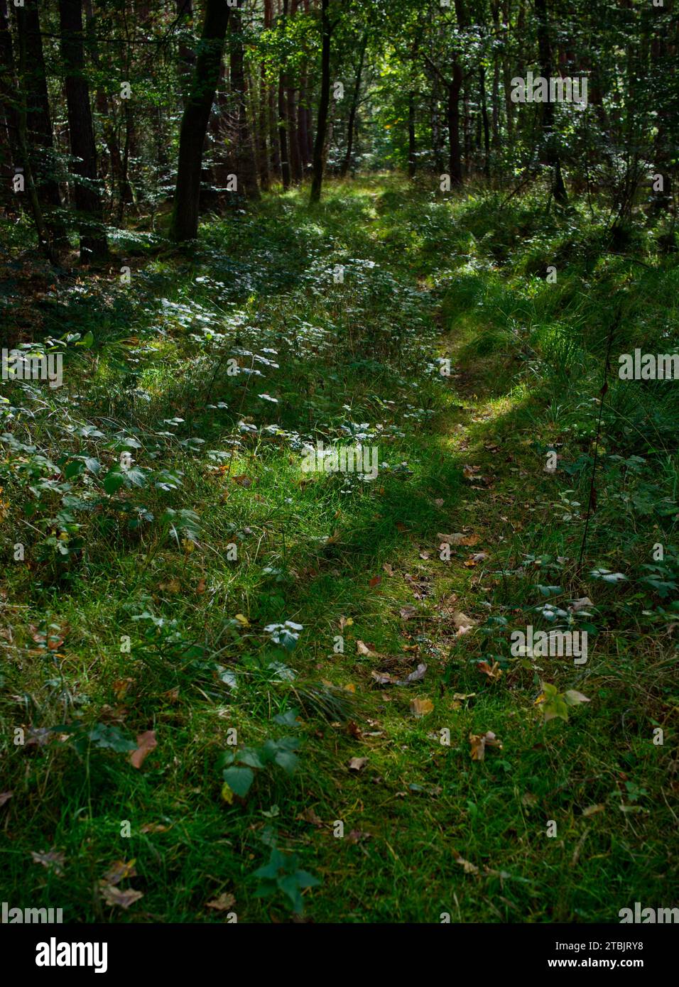 small sunlit path through the green forest with white blooming ground ...