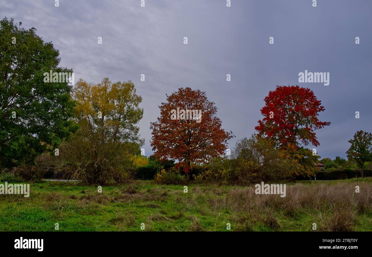 Line of trees in different autumnal colors in a rural area Stock Photo ...