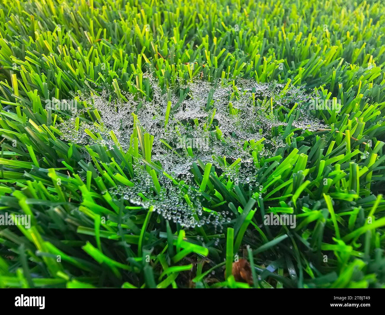 A macro view of dew-covered spider webs adorning lush green grass in a ...