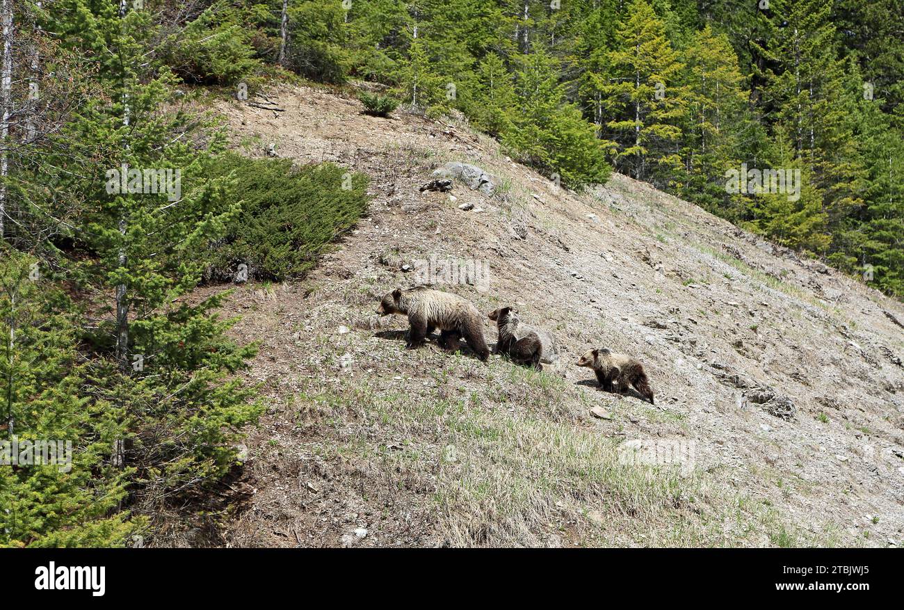 Grizzly bears on the hill - Wildlife of Canada Stock Photo - Alamy