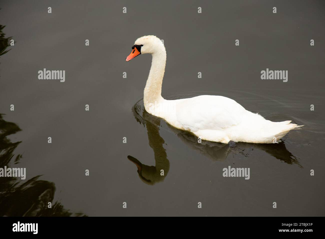 One white swan swims along the Dnieper river in Ukraine, wildlife Stock ...