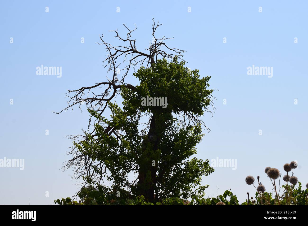 Half dead tree hi-res stock photography and images - Alamy