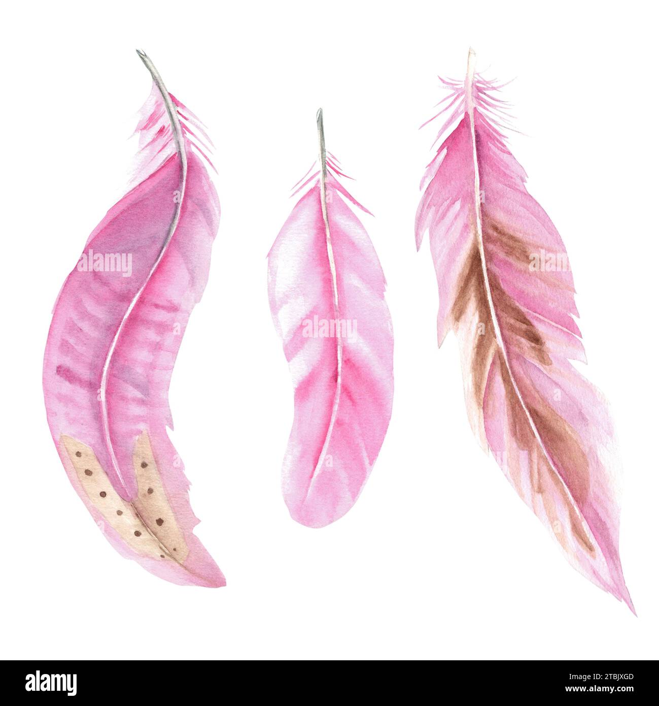 Pink feathers isolated on white background, watercolor hand drawn ...