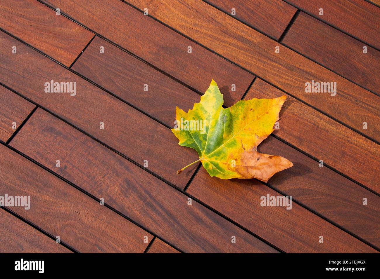 Beautiful maple leaf on ipe wood boards, hardwood deck texture ...