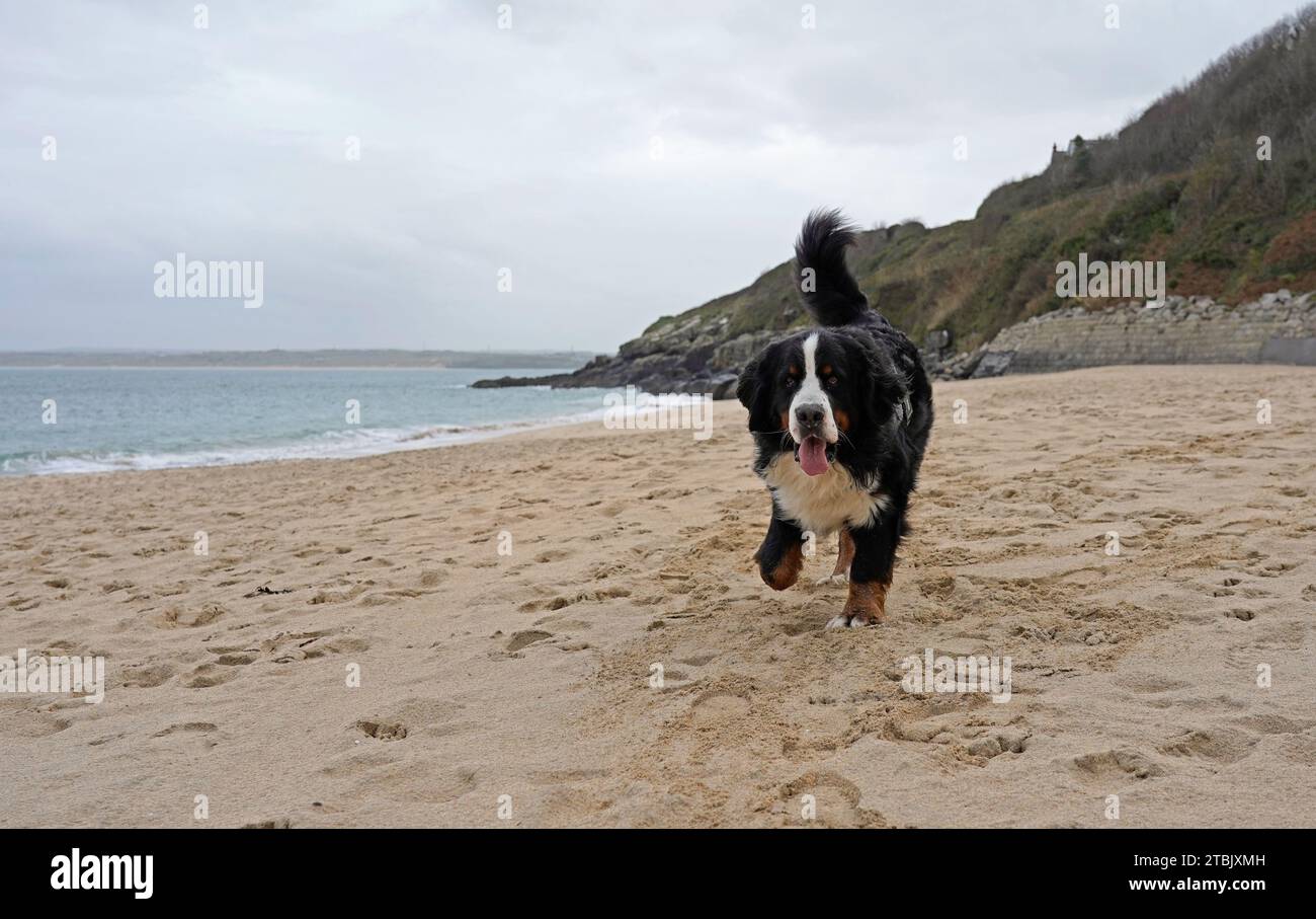 Bernese Mountain Dog running on the sandy beach in Cornwall Stock Photo ...