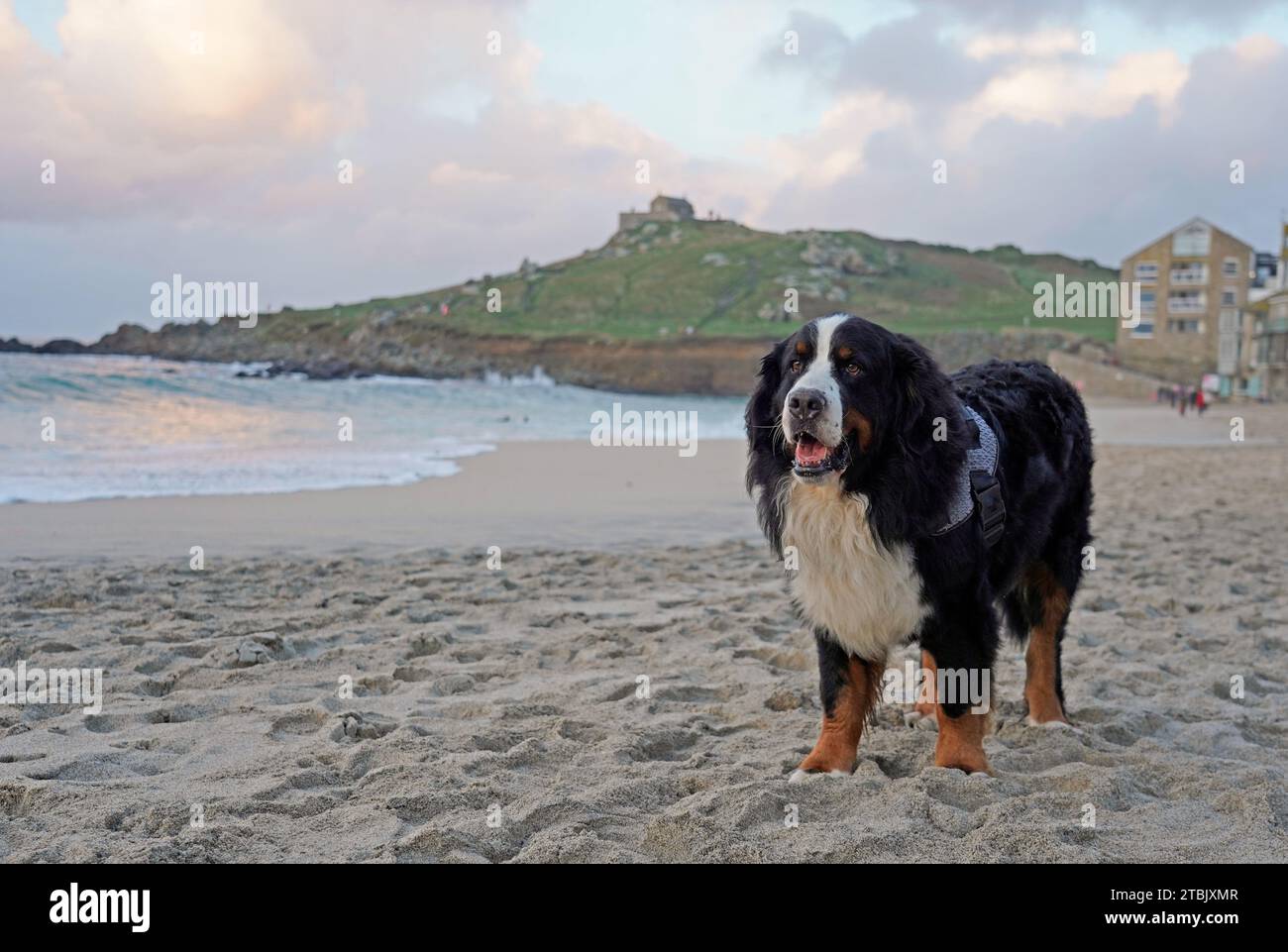 Bernese Mountain Dog standing on the beach in St Ives, Cornwall Stock ...