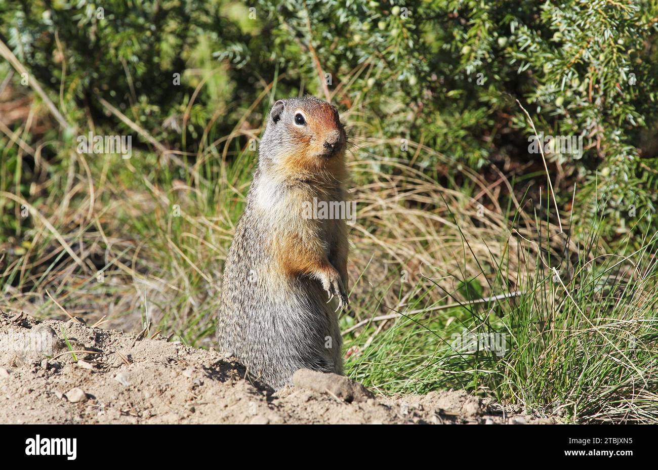 Prairie dog - Wildlife of Canada Stock Photo - Alamy