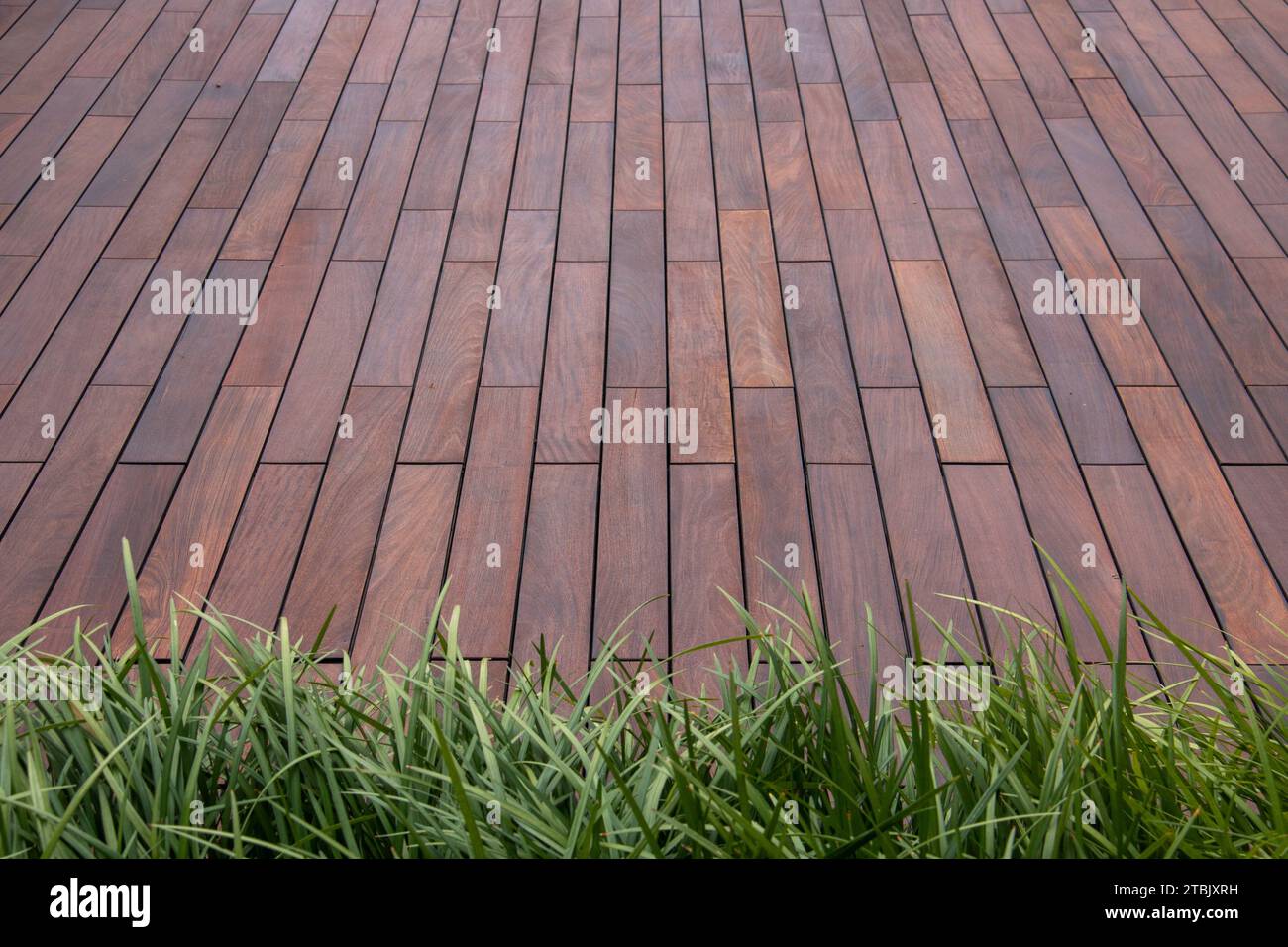 Wood brown decking beautiful ipe texture and evergreen ornamental grass ...