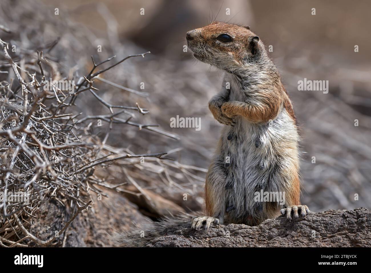 Upright standing female Barbary ground squirrel (Atlantoxerus getulus ...