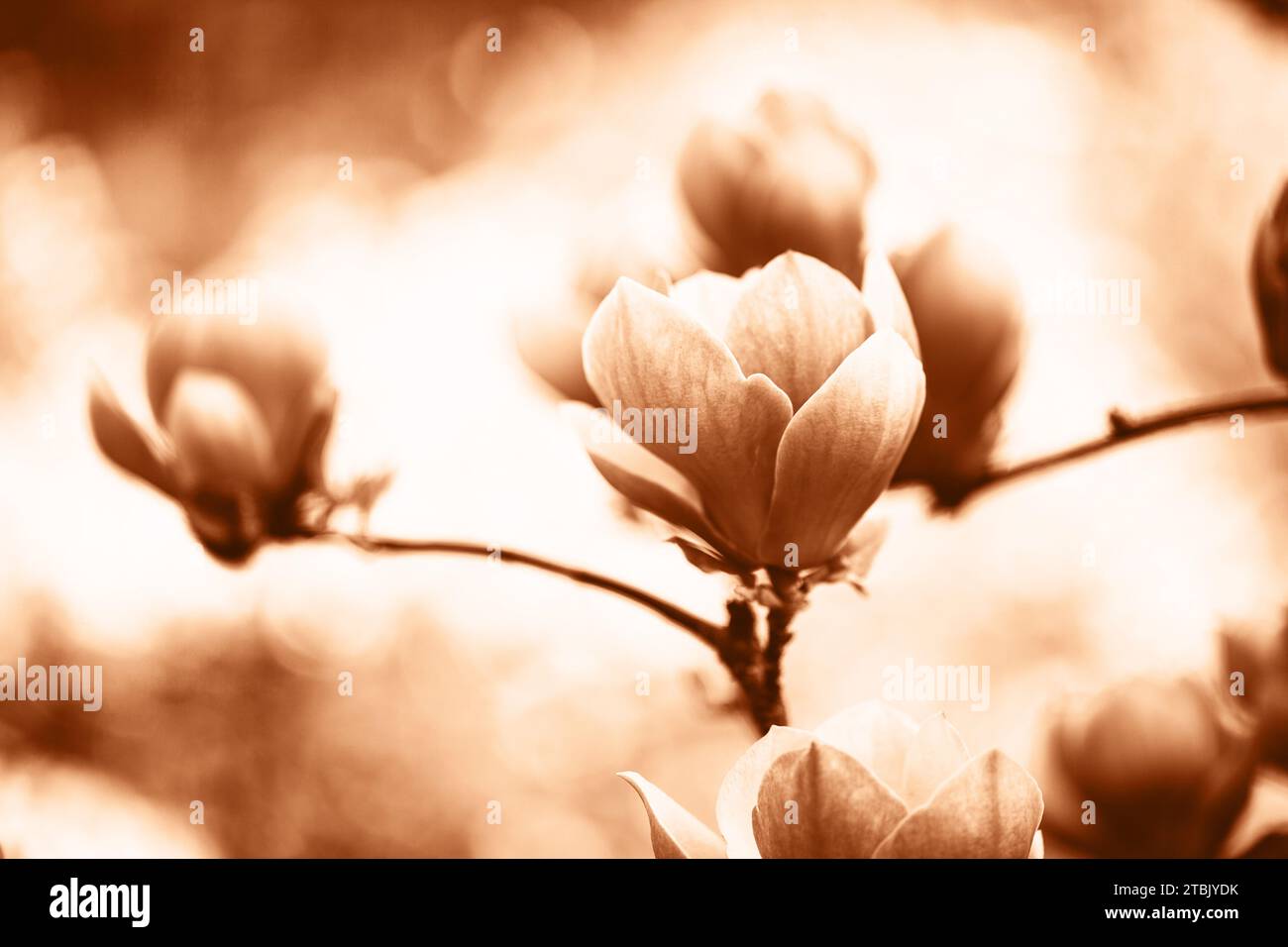 Beautiful beige magnolia blossoms in the spring. Demonstrating color of ...