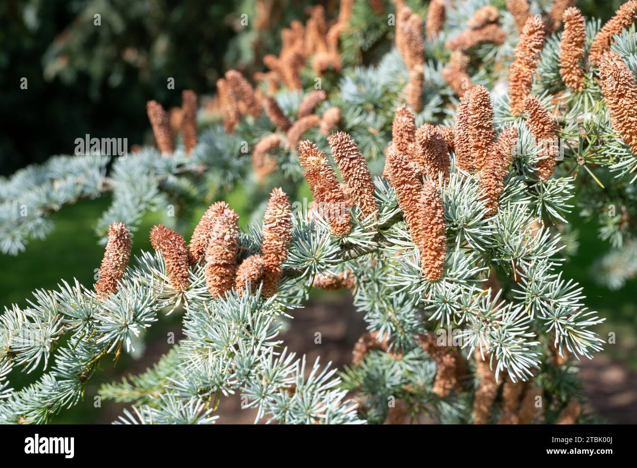 Cedar tree branch male cones hi-res stock photography and images - Alamy