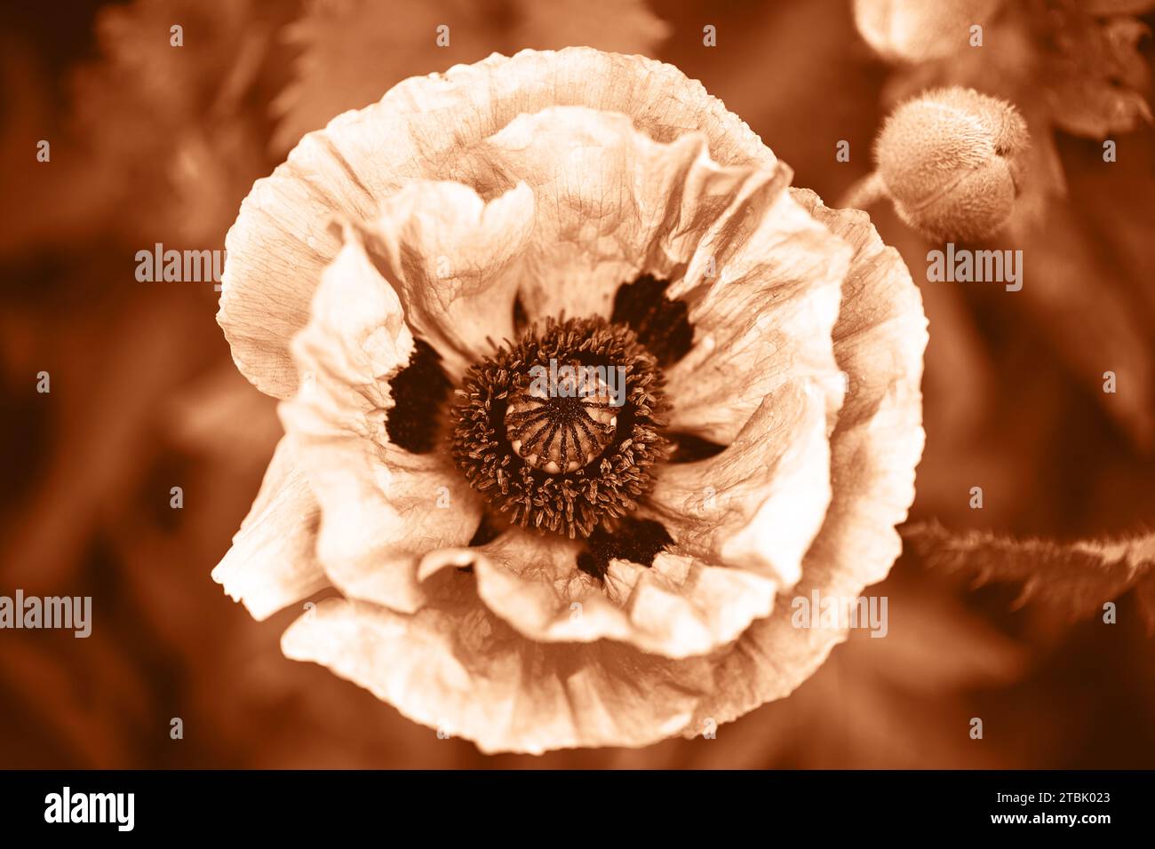 Tender blooming poppy flower close-up, top view. Demonstrating color of ...