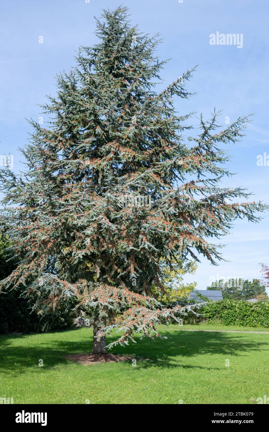 Photo of an Atlas cedar (cedrus atlantica) tree Stock Photo - Alamy