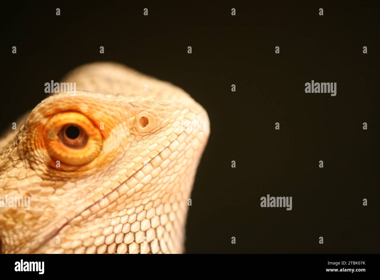 Dragon h hi-res stock photography and images - Alamy