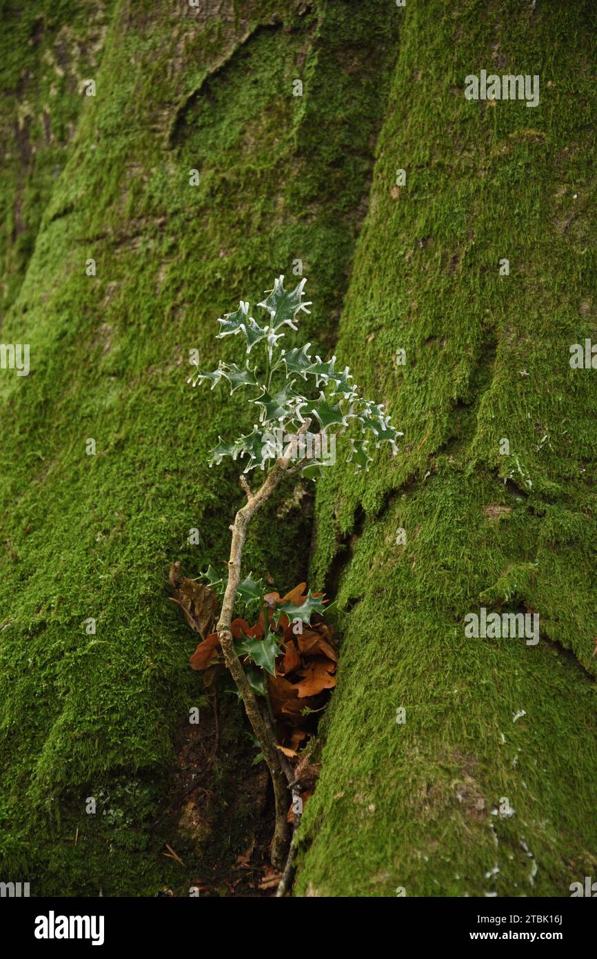 Frozen holly growing from the cleft of an oak tree Stock Photo - Alamy