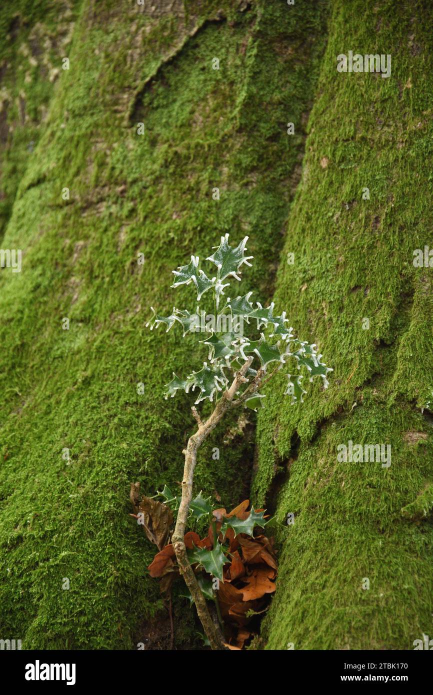 Frozen holly growing from the cleft of an oak tree Stock Photo - Alamy