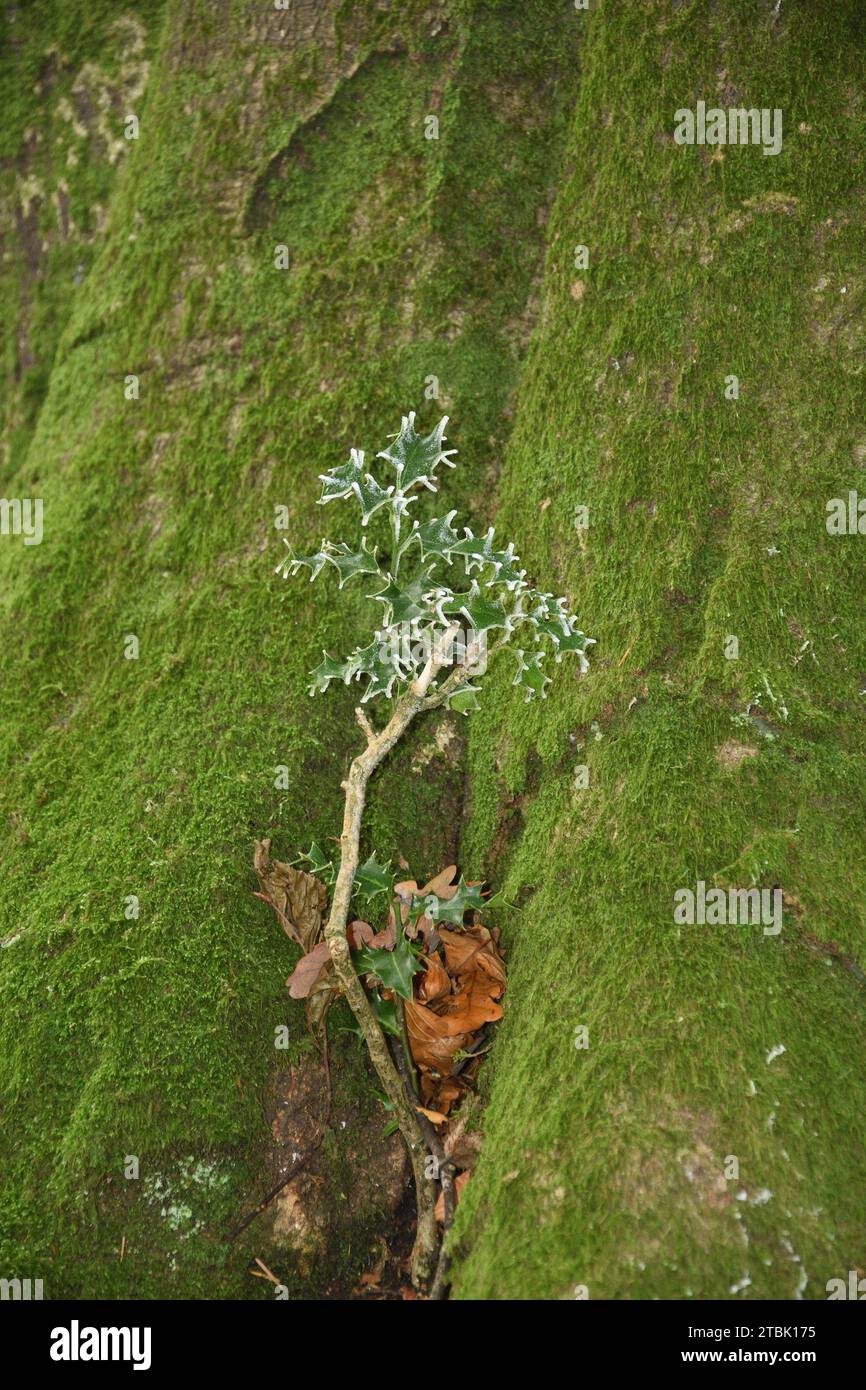 Frozen holly growing from the cleft of an oak tree Stock Photo - Alamy